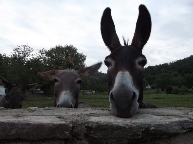 Eveil-Anes | Balades à dos d'ânes - Médiation animale
